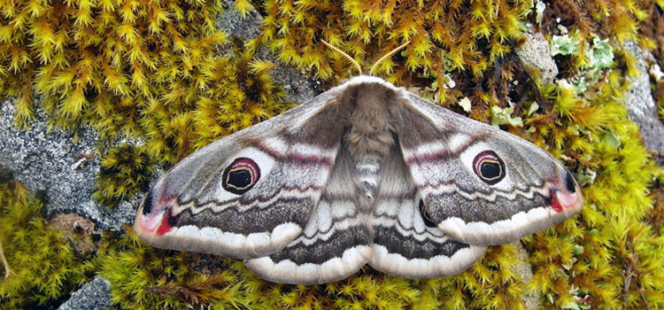 Dorset nature - Moths